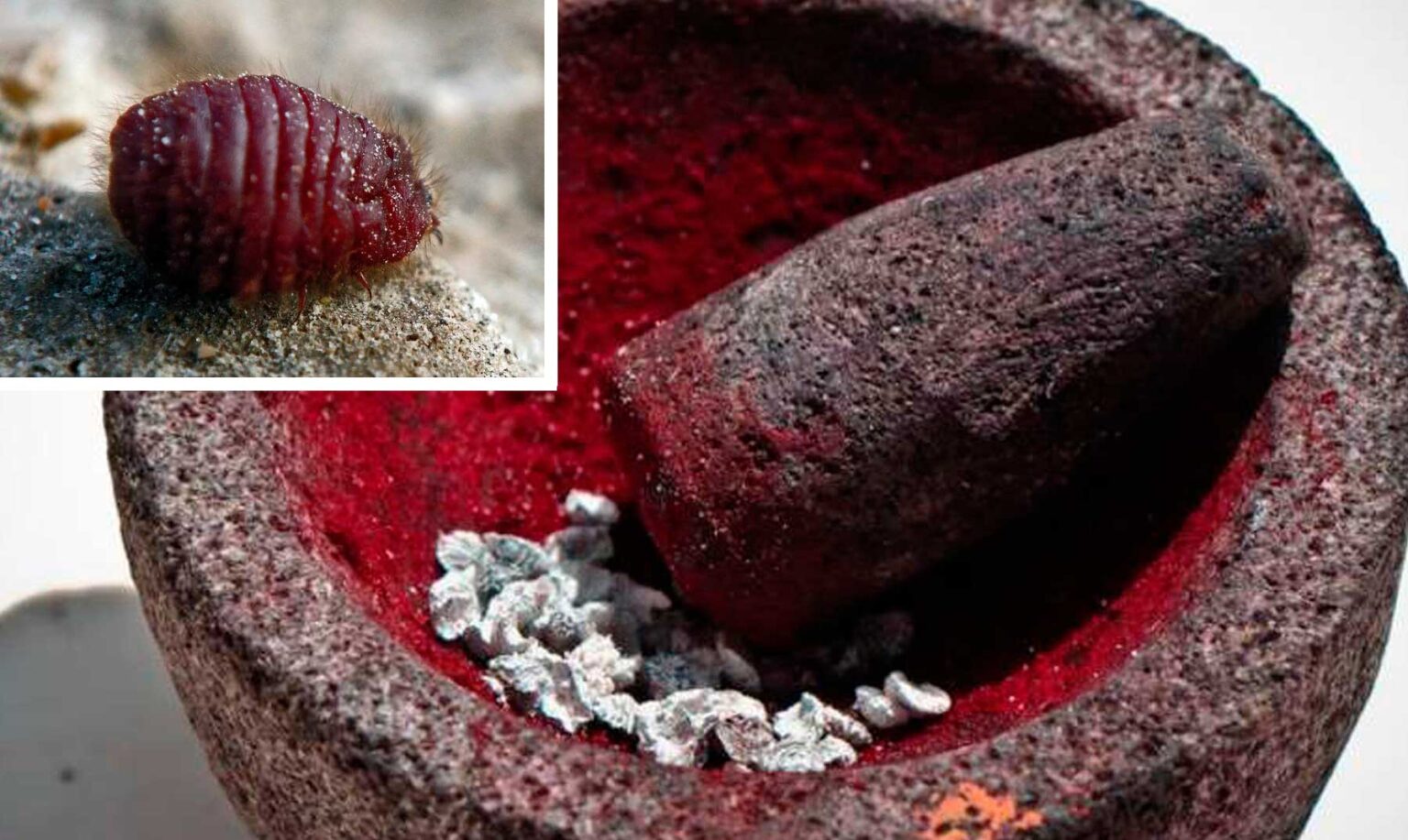 Grana cochinilla, colorante rojo del 'México antiguo' hecho en Puebla ...